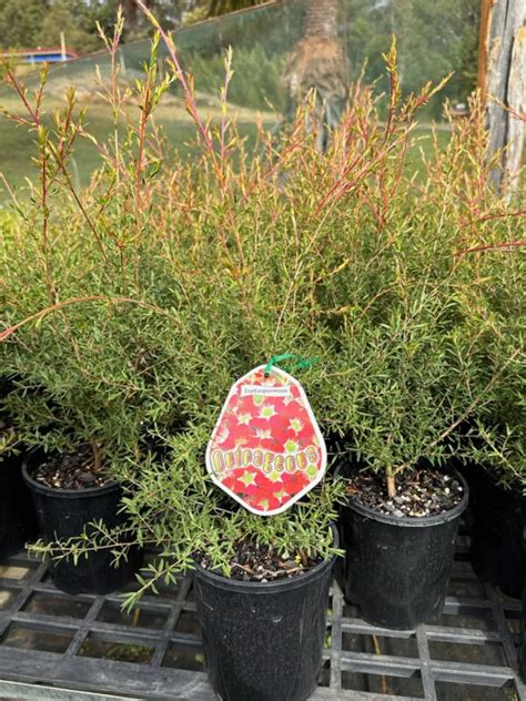 Outrageous Killuke Nursery