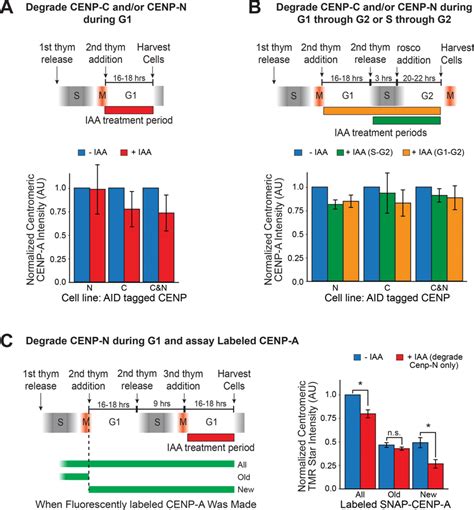 Cenp C And Cenp N Degradation Has No Significant Effect On Centromeric