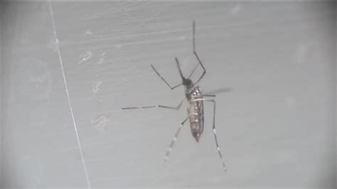 List Reports Of West Nile Virus Positive Samples In Central Texas