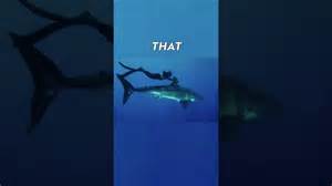 Kimi Werner Shares Swimming With A Great White Shark