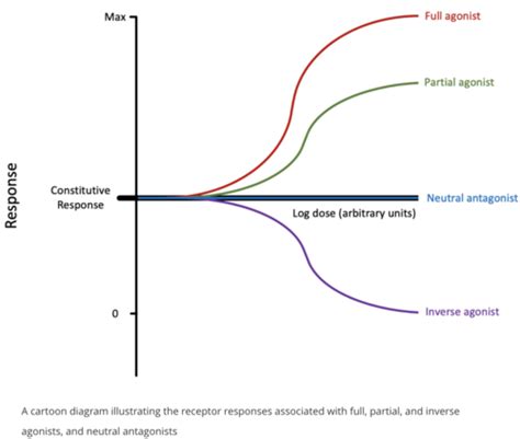 Principles Of Receptor Binding Flashcards Quizlet