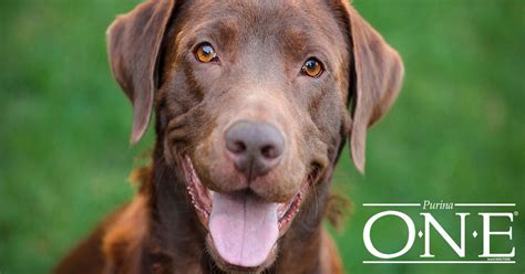 Dynamic Search Ads Vs Responsive Search Ads Priceweber