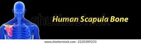 Human Scapula Bone Banner 3d Illustration Stock Illustration 2220389233
