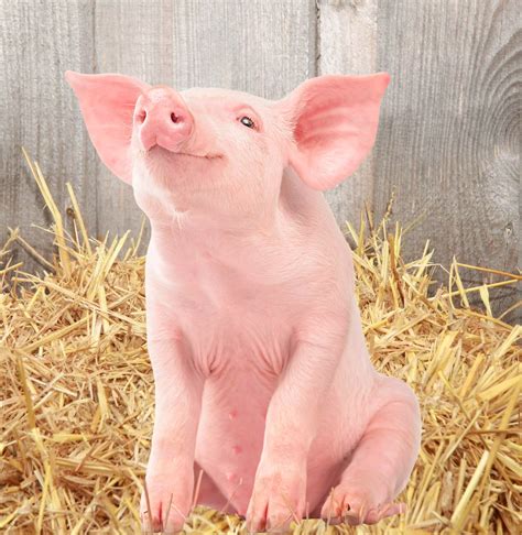 Animal Welfare You Should Know Fütterungstechnik Tewe