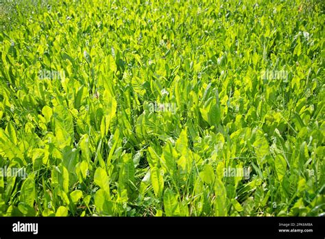 Common Chicory Cichorium Intybus Crop Growing In Field Lincolnshire
