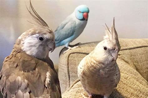 Funny Bird Duet On Tiktok Goes Viral With A Flutter Of Reactions