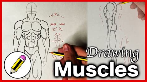 How To Draw Body Muscles Step By Step