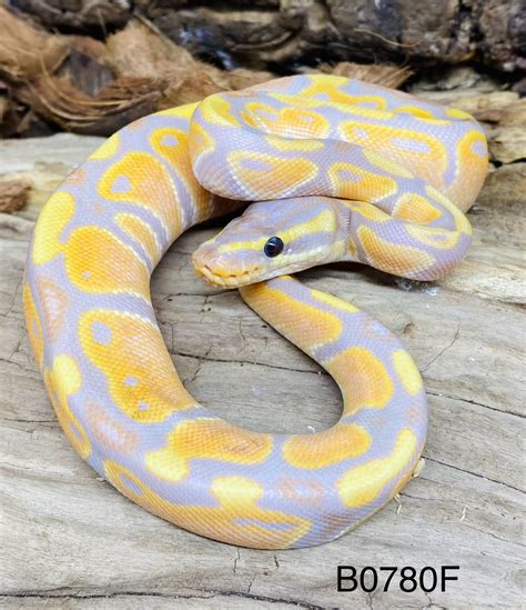 Píton Bola Python Regius Banana B0780 Macho Recanto Da Jiboia
