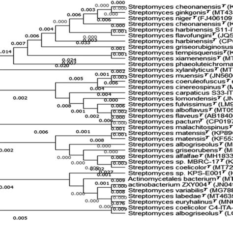 The Phylogenetic Tree Depicting The Strains Taxonomic Positions Relying