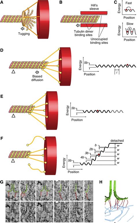 Biased Diffusion Binding Of Candidate Couplers To Microtubule Ends Can Download Scientific