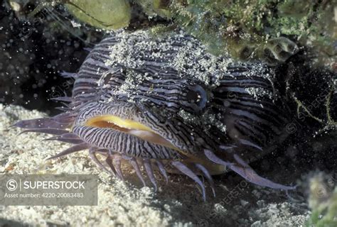Splendid Toadfish 40 Cm Sanopus Splendidus Island Cozumel Endemic