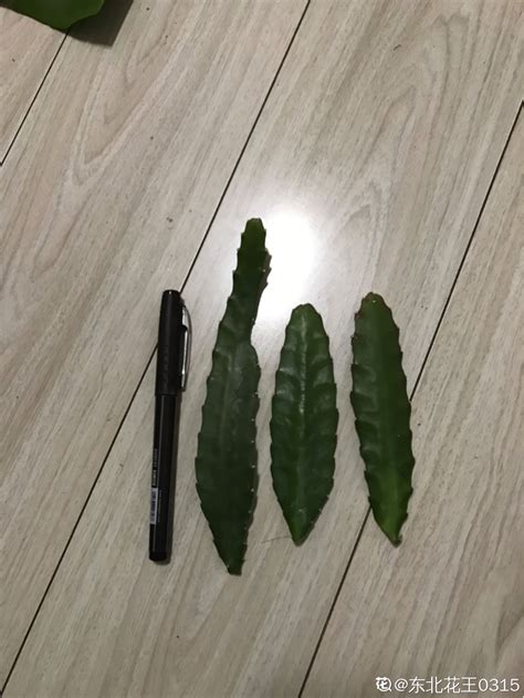 东北小粉小东北大山谷图库