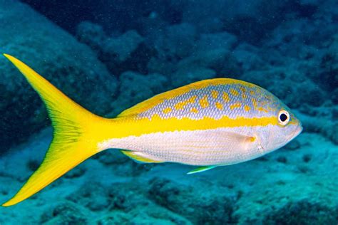 Cod Vs Haddock Comparison In Depth Updated 2025 Blog