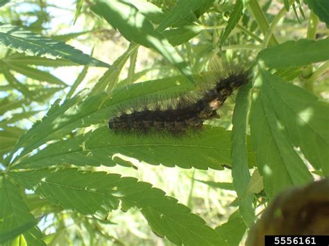 Caterpillars And Cannabis How To Identify And Get Rid Of Bugs Quickly