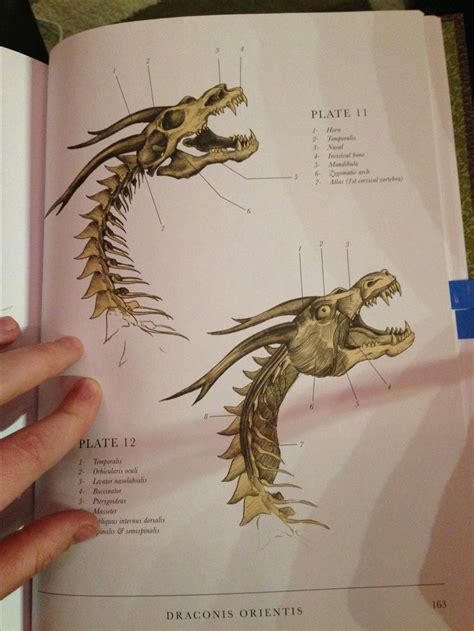 Pin By Sylvia Saxton On Black Water Tattoo Water Tattoo Drawings Dragon