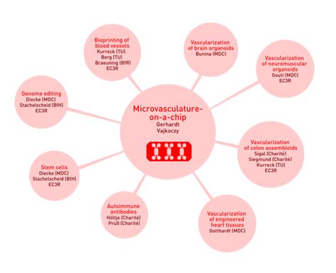 Einstein Center 3r A Perfusable Xeno Free Human Microvasculature On A