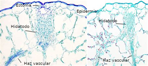 Mapa Conceptual De Las Partes De La Celula Y Vegetal De Lavanda