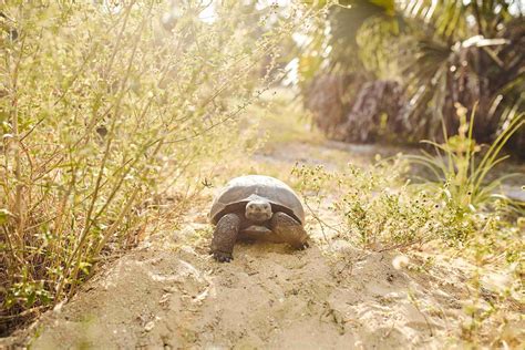 Gopher Tortoises Call For The Wild