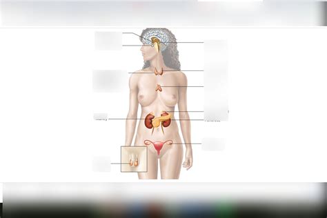 Endocrine Model Diagram Quizlet