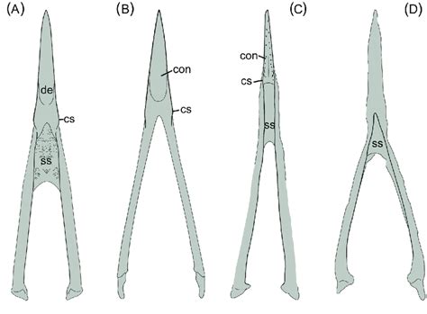 Comparison Of The Mandible In The Jehol Tapejarid Sinopterus Dongi
