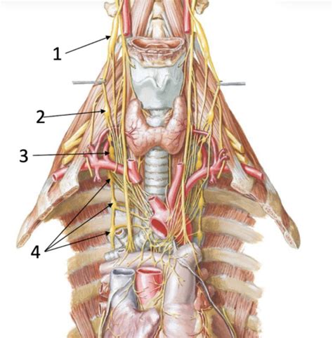 AHE Lecture Autonomic Nervous System I Flashcards Quizlet