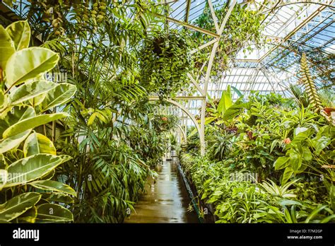 Tropical Greenhouse Glasshouse Sunny Interior Full Of Lush Green Plants