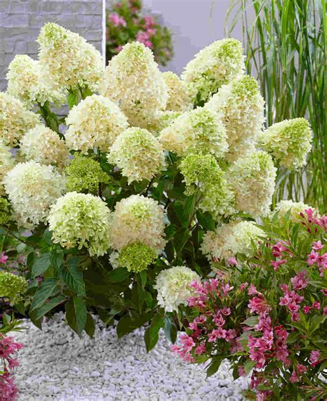 Hydrangea Paniculata Skyfall Hayloft