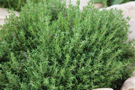 Timo In Vaso Timo Variegato Thymus Citriodorus Silver Queen