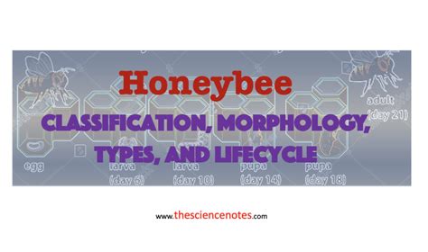 Honeybee Species Archives The Science Notes