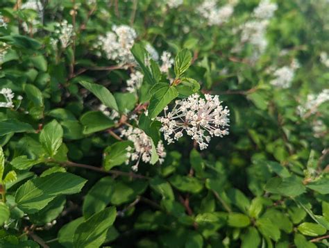 Red Stem Ceanothus Ceanothus Sanguineus Sparrowhawk Native Plants