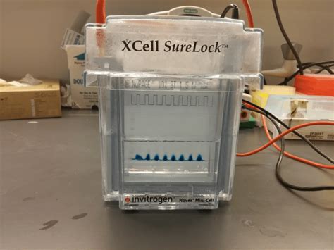 Sds Page Loading Buffer 5x Recipe