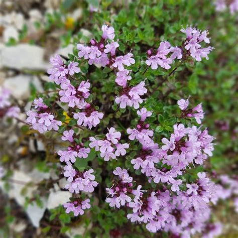 9 Best Companion Plants For Cilantro And 4 To Avoid