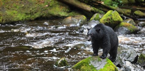 American Black Bear Standing