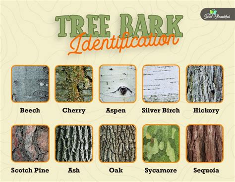 Biodiversity Identification Sheets A Fun Way To Learn What Is Out There