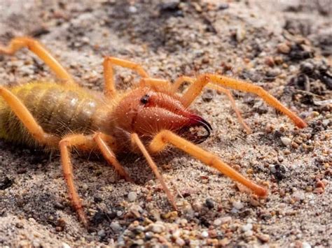 Camel Spider Size Comparison