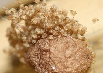 What Do Spider Egg Sacs Look Like Colonial Pest Control