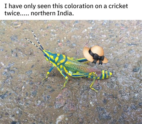 Really Cool Looking Grasshopper Rreallifeshinies