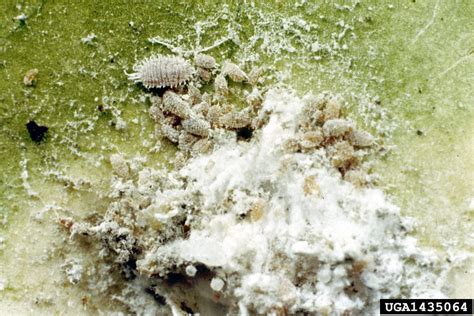 Comstock Mealybug Pseudococcus Comstocki Kuwana