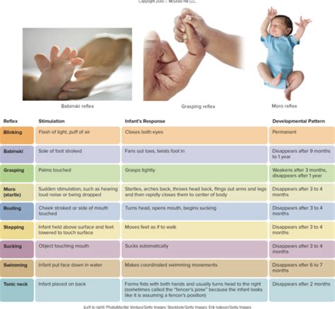 Developmental Exam 2 Flashcards Quizlet