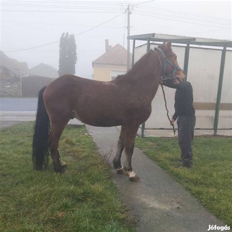 Eladó Csödör Csikó Gérce Ló Jófogás