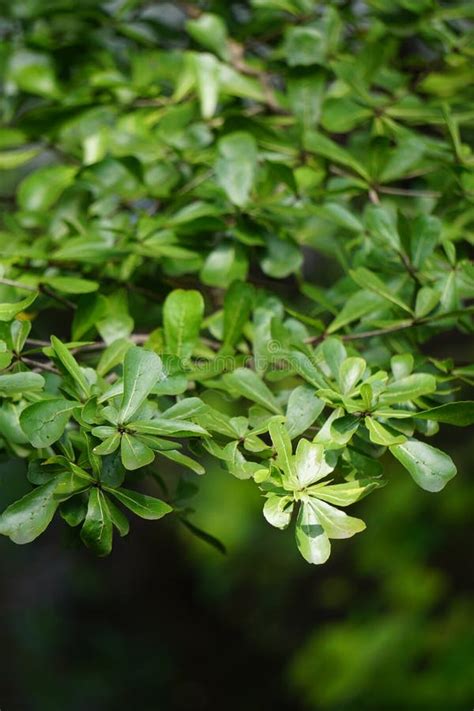 Terminalia Mantaly Also Called Ketapang Kencana Madagascar Almond