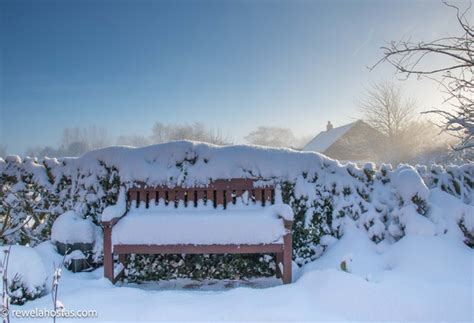 Hostas Winter Care Look After Your Hostas At Winter Rewela Hostas Uk