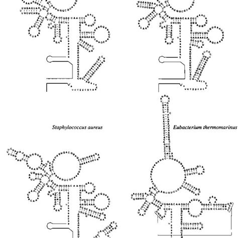 RNase P RNA Secondary Structures Sequences Shown In Lower Case Download Scientific Diagram