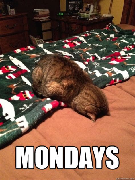 Funny Monday Cat Meme