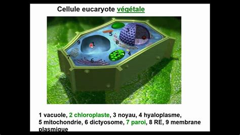Biologie Cellulaire S1 Cellule Procaryote Et Eucaryote Vidéo 2 Partie 1 Youtube