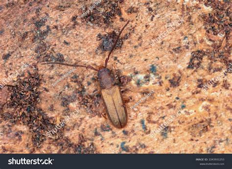 Brown Flat Beetle