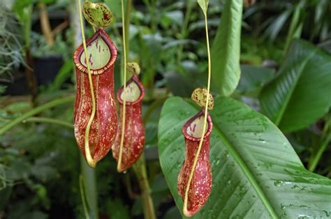 10 Most Amazing Plants In The World