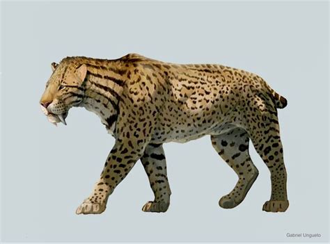 Extinct Smilodon The Largest Saber Toothed Cat
