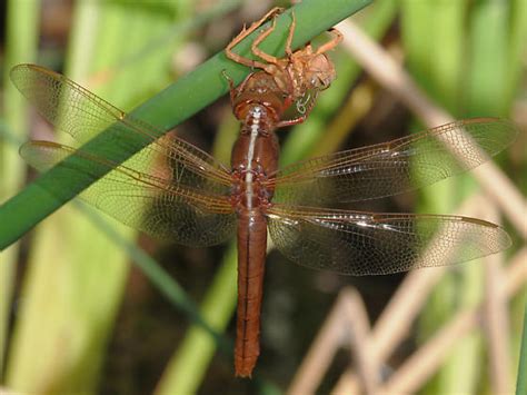 Flame Skimmer Libellula Saturata Bugguide Net