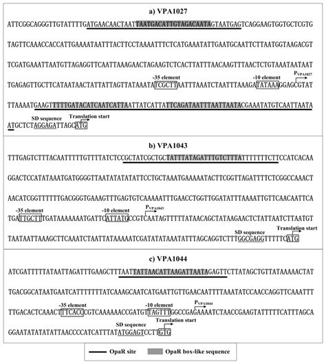 Organization Of Promoter Proximal Dna Regions The Promoter Proximal